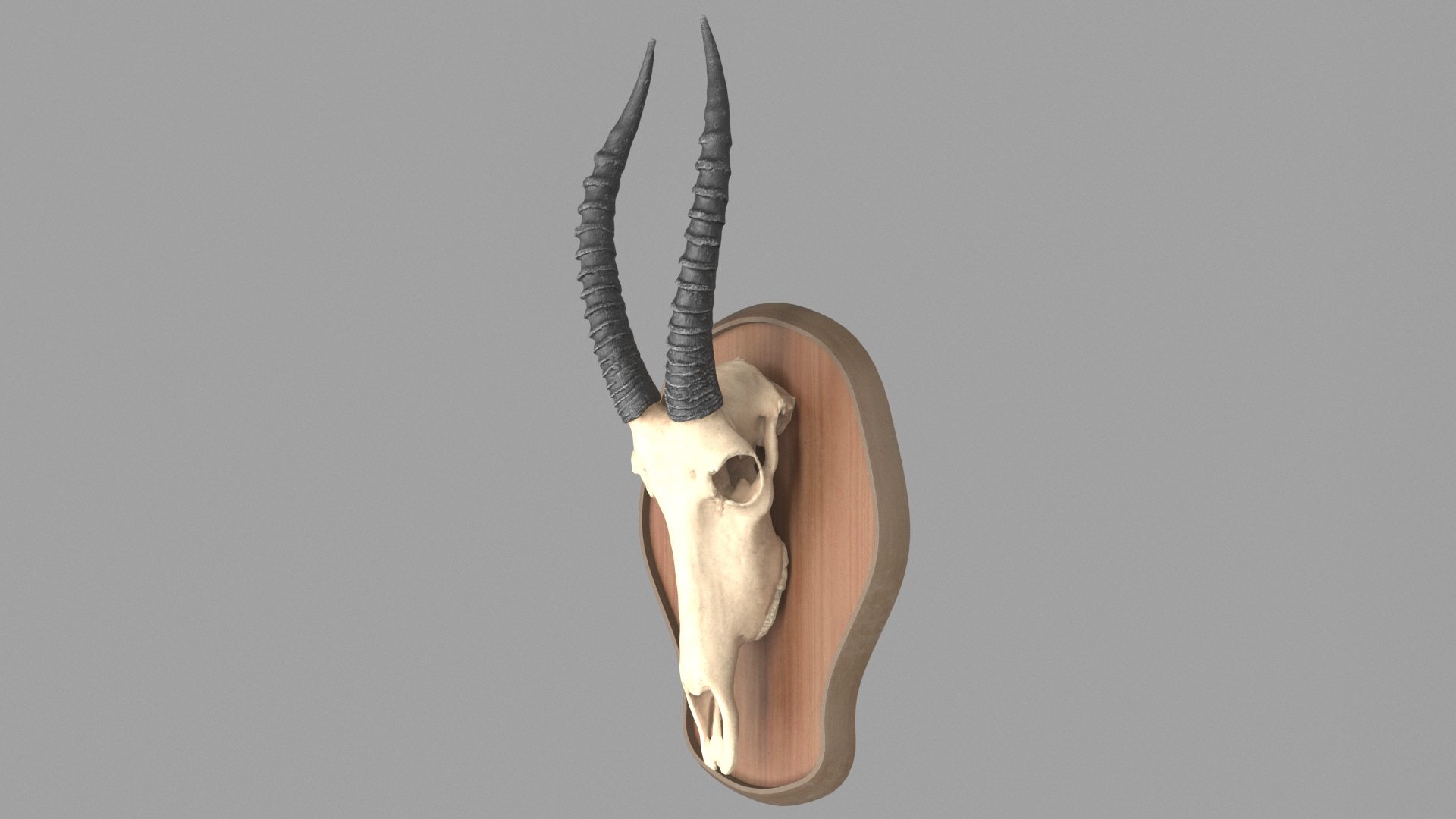 Antelope Skull 3D Model - TurboSquid 1453331