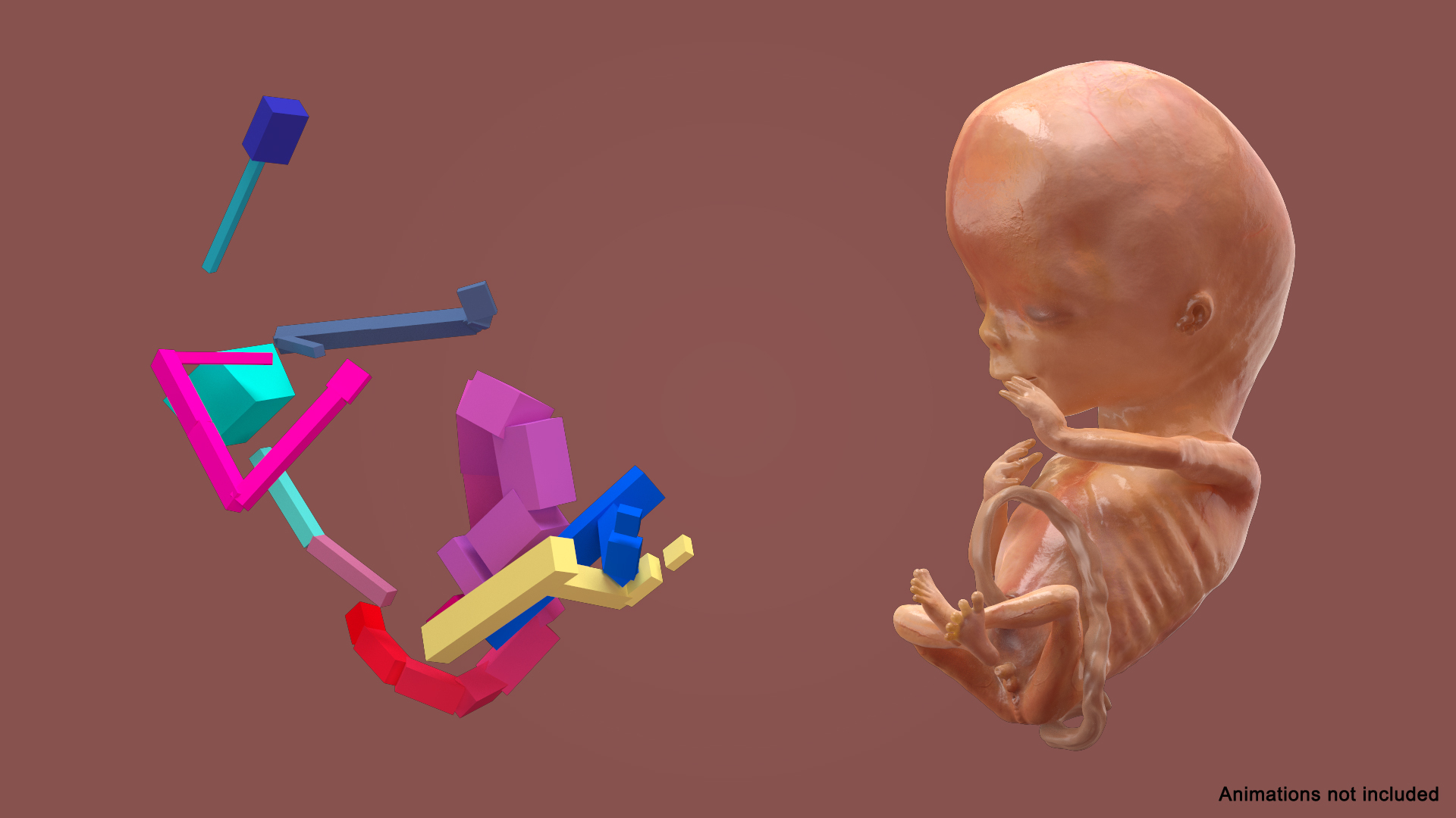Trimester Human Embryos Rigged 3D Model - TurboSquid 1691156