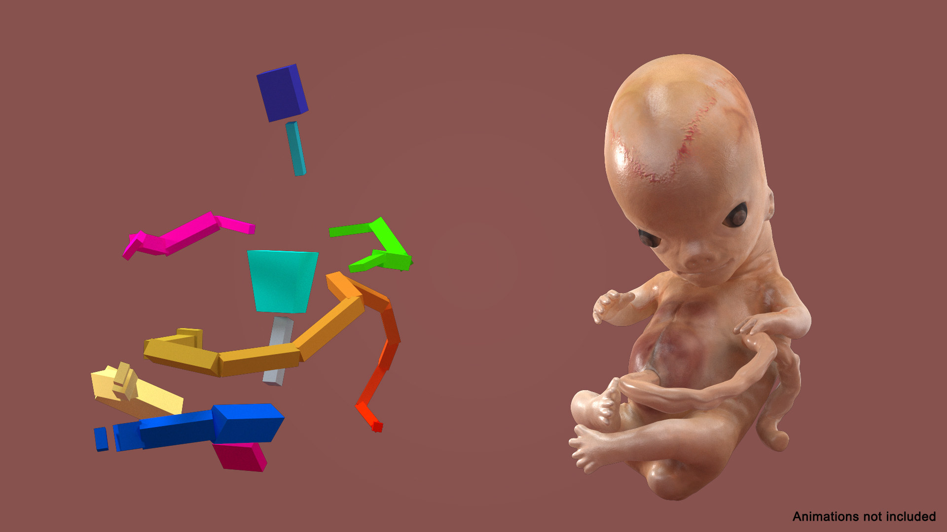 Trimester Human Embryos Rigged 3D Model - TurboSquid 1691156