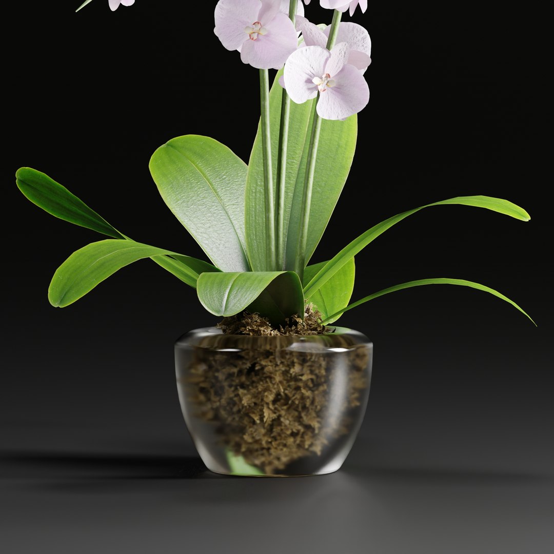 3D Orchid Flowers Vol 173-Blender-3dmax Model - TurboSquid 2160929