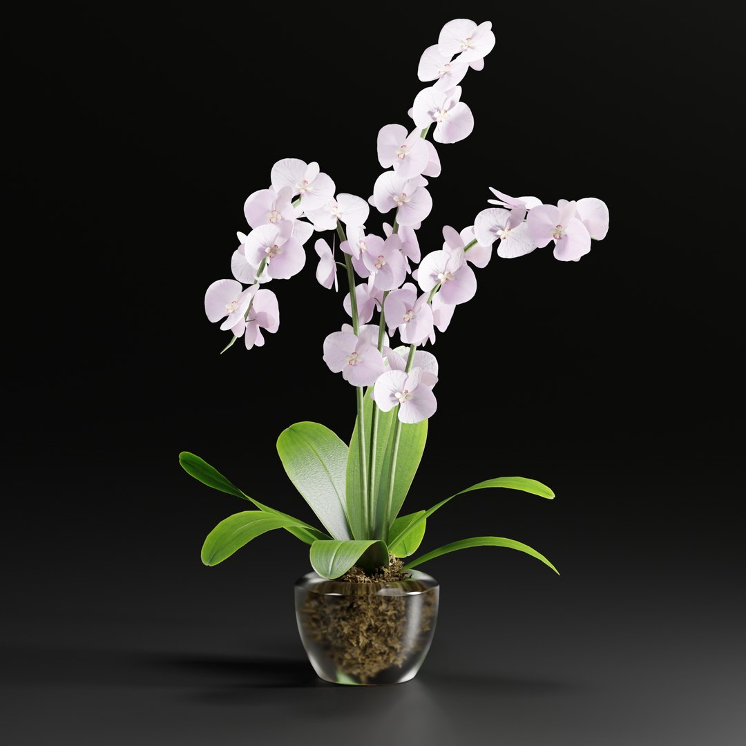 3D Orchid Flowers Vol 173-Blender-3dmax Model - TurboSquid 2160929
