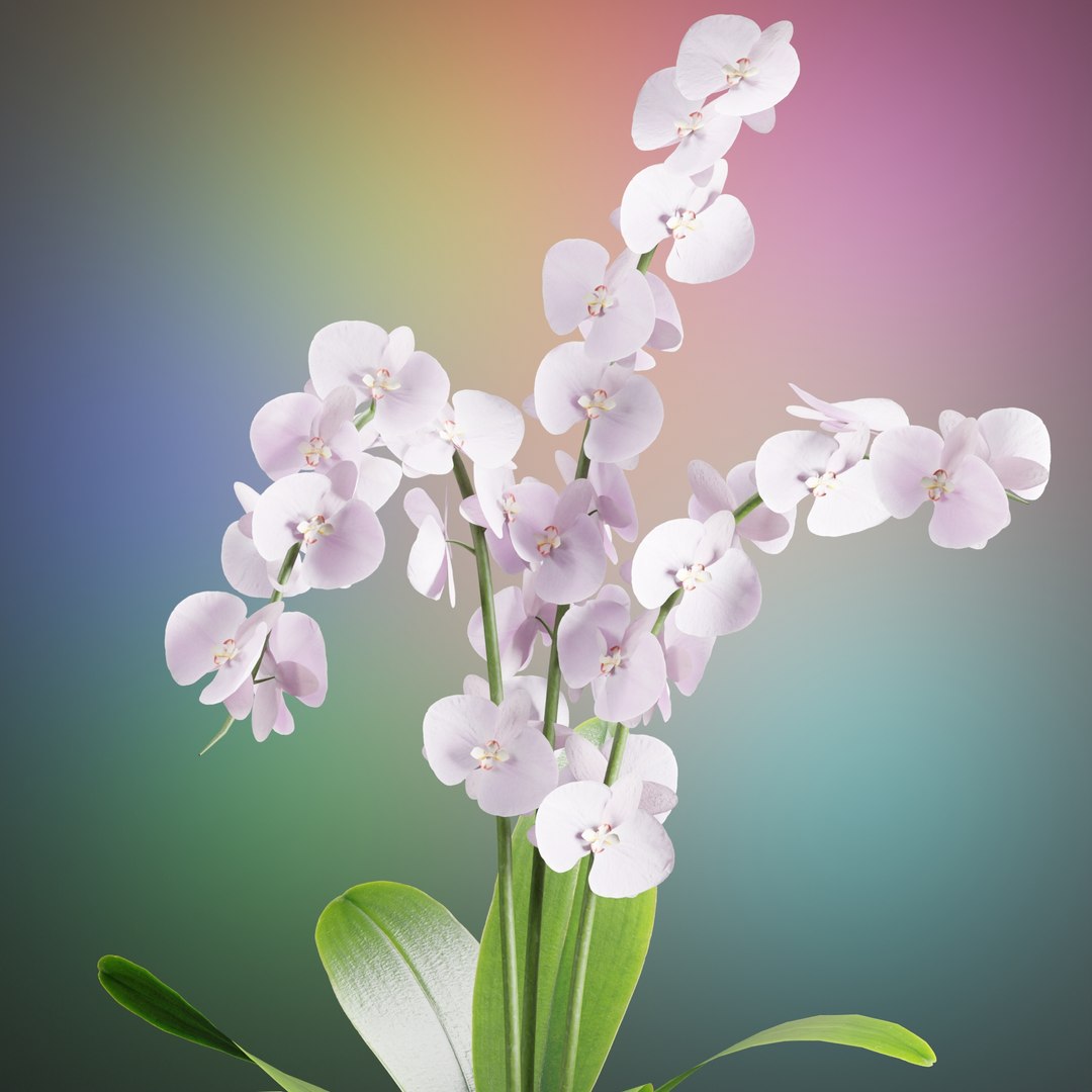 3D Orchid Flowers Vol 173-Blender-3dmax Model - TurboSquid 2160929