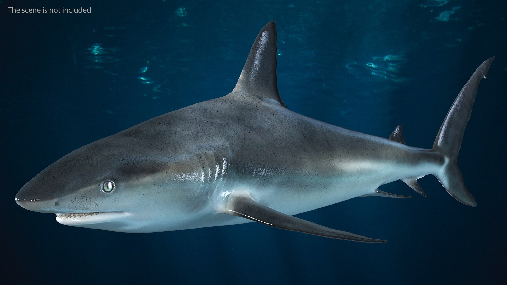 3D Caribbean Reef Shark Rigged For Maya - TurboSquid 2157602