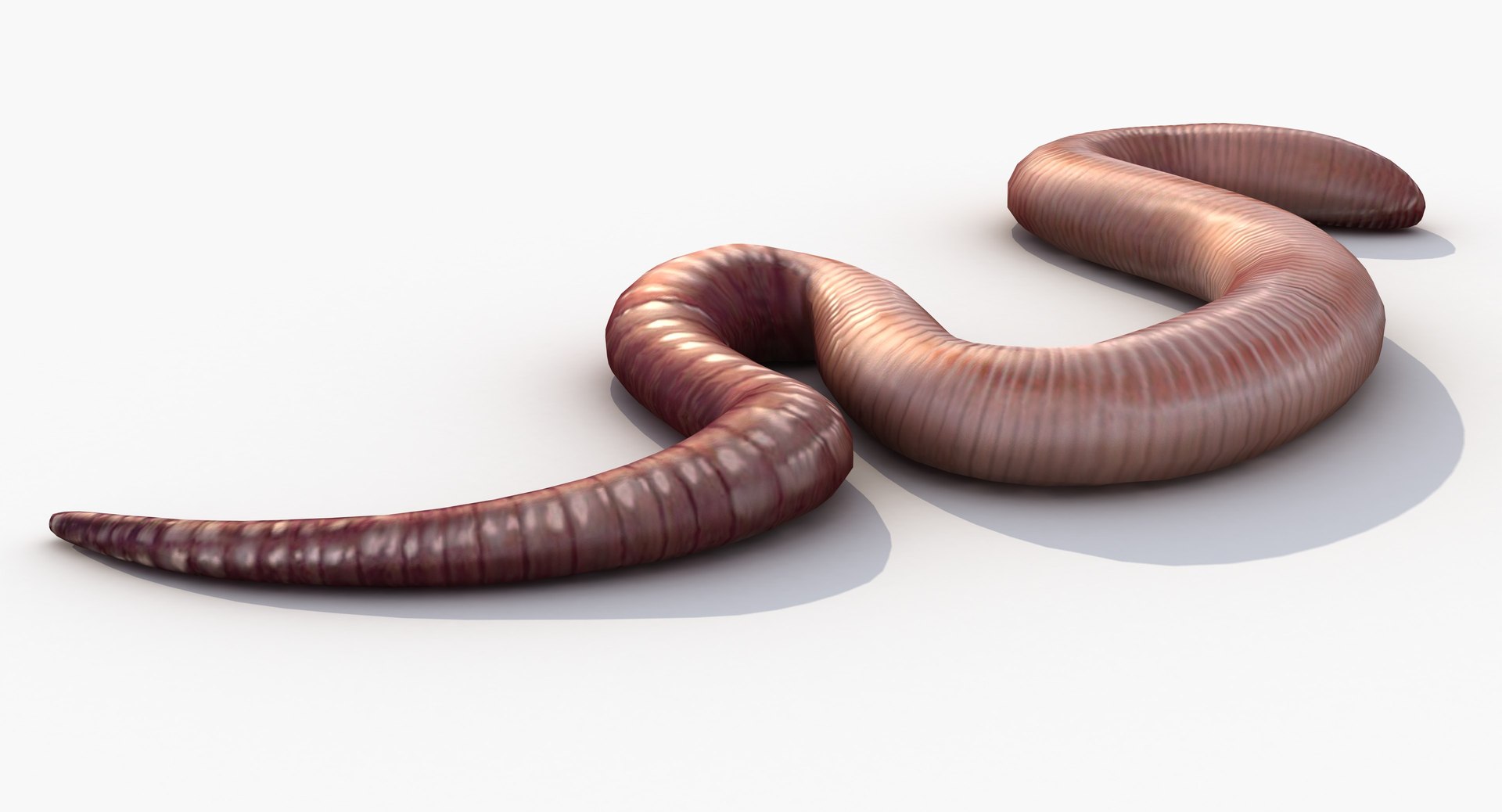 earth worm 3d model