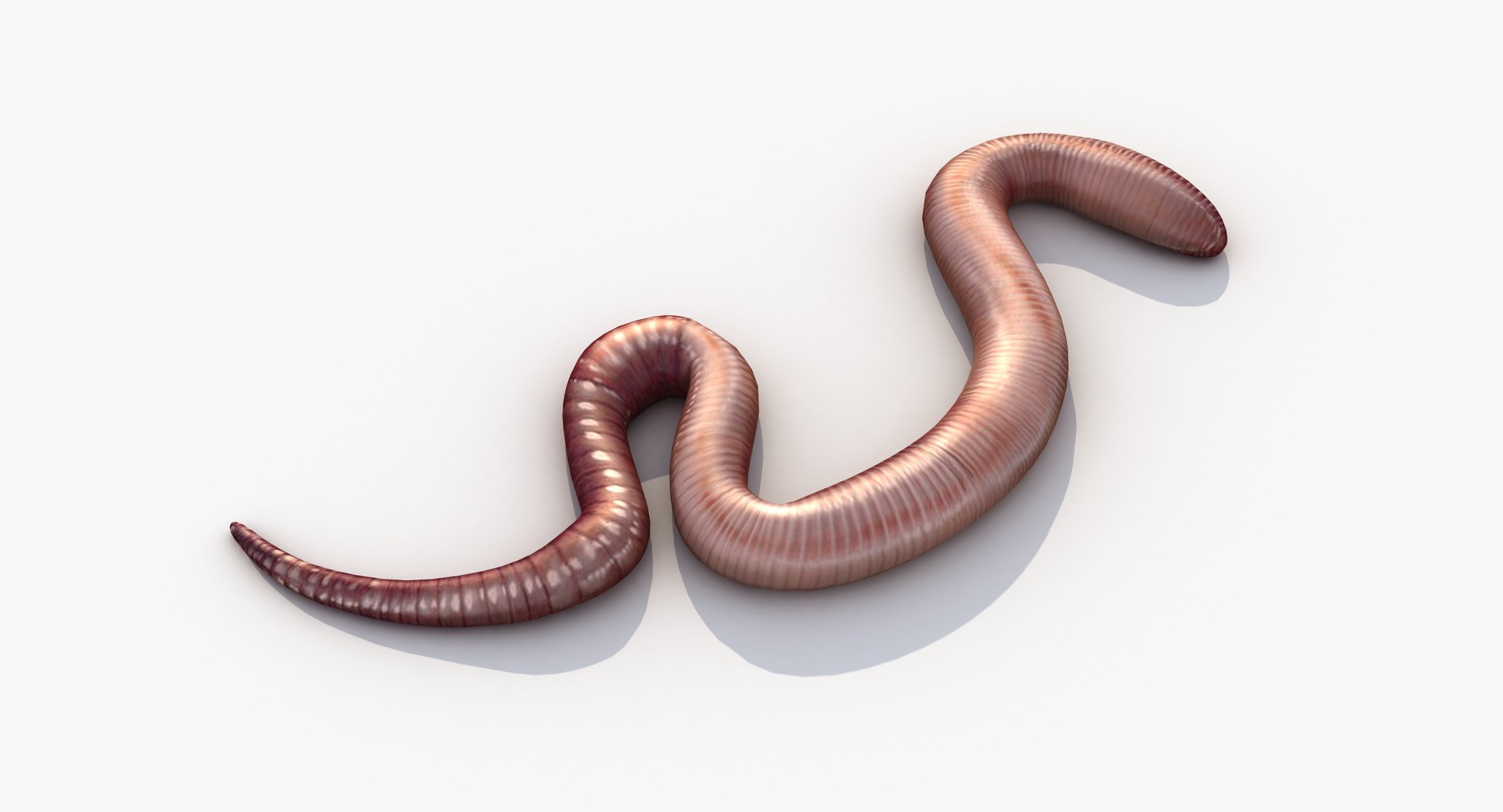 earth worm 3d model