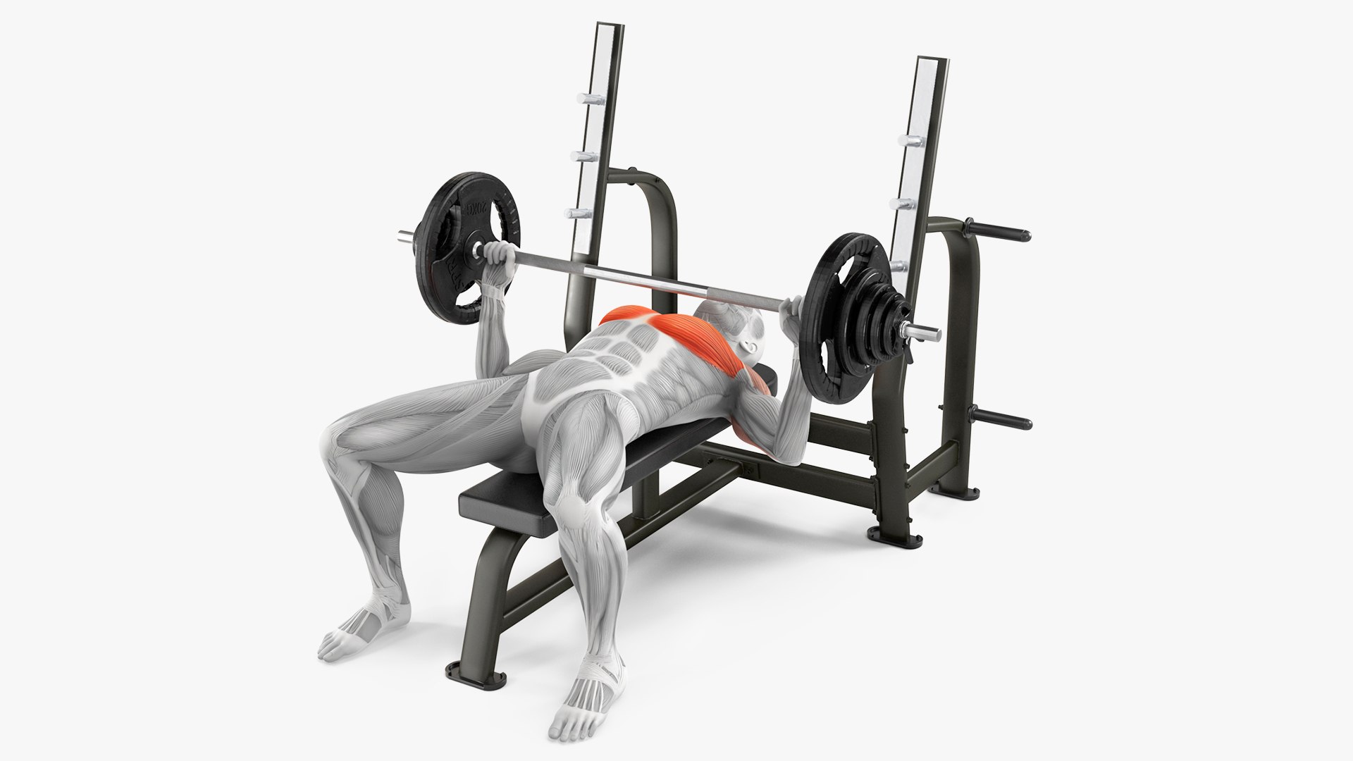 3D Anatomy Male Muscular System Bench Press Model - TurboSquid 2441903