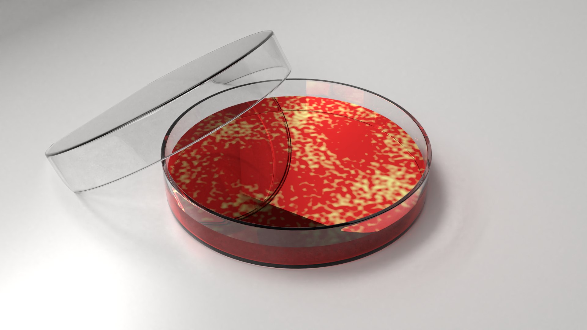Glass Petri Dish Agar 3D - TurboSquid 1559253