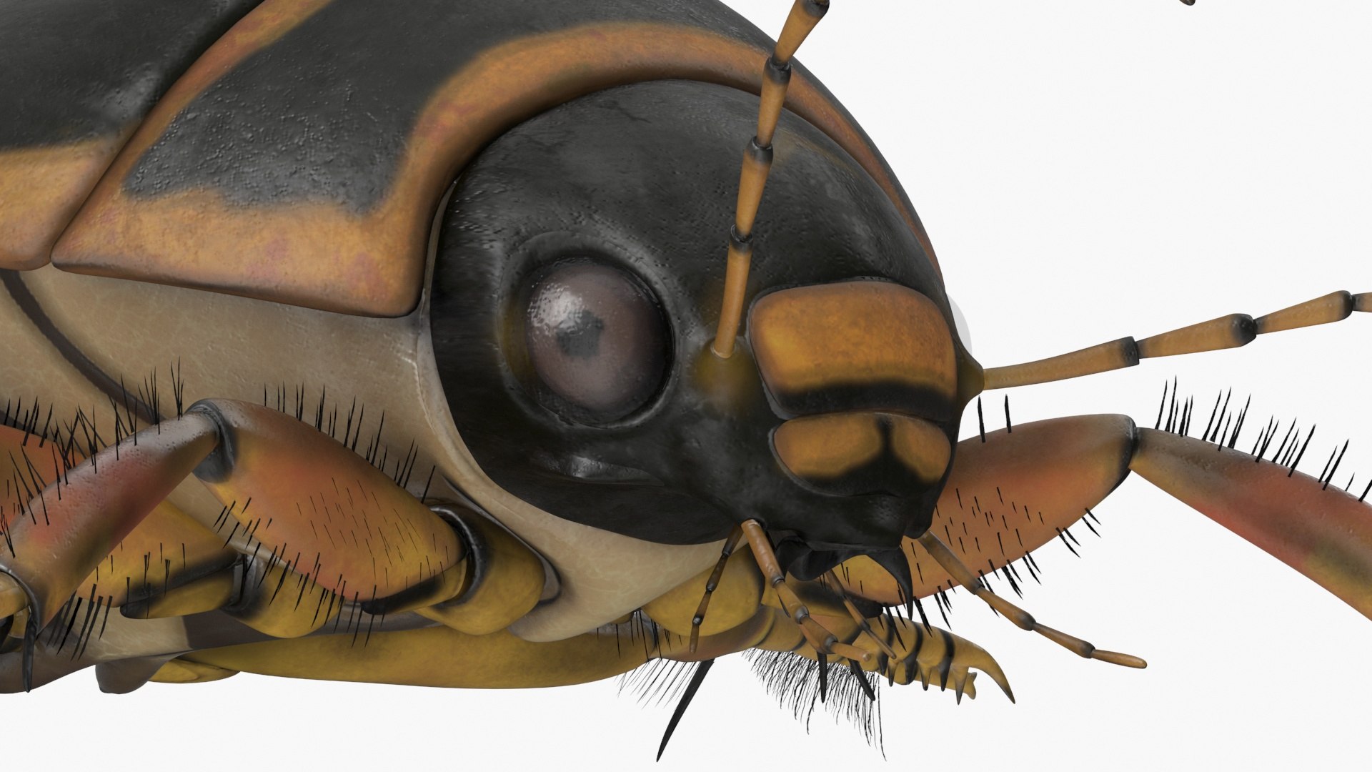 3D Insect Water Beetle Brown Realistic Rigged For Maya - TurboSquid 2316323