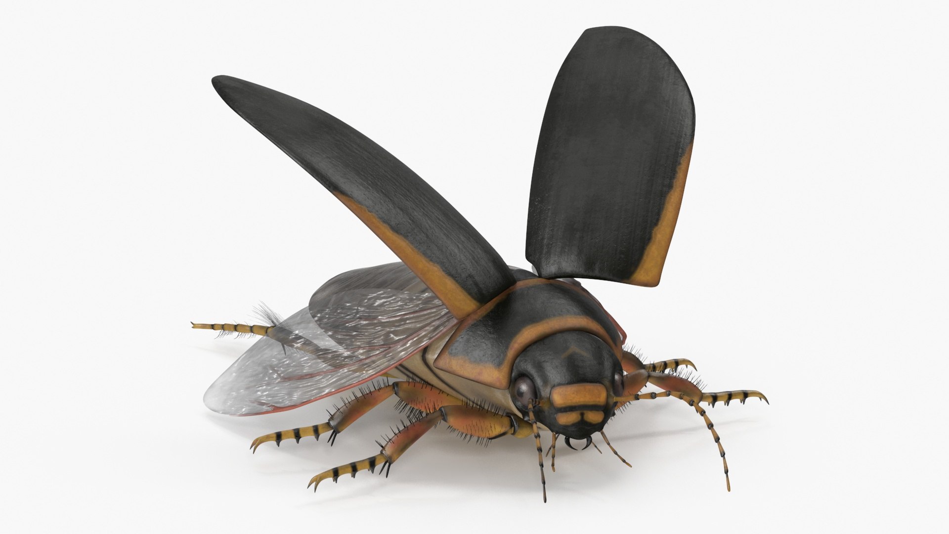 3D Insect Water Beetle Brown Realistic Rigged For Maya - TurboSquid 2316323