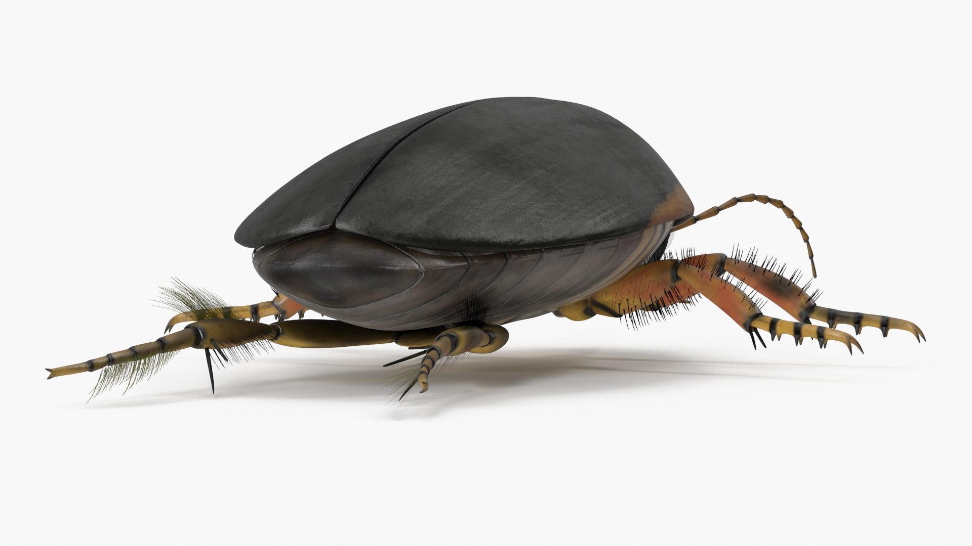 3D Insect Water Beetle Brown Realistic Rigged For Maya - TurboSquid 2316323