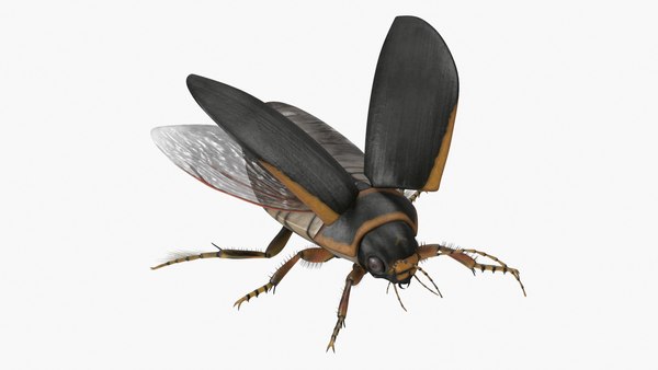 modelo 3d Insecto Escarabajo Acuático Marrón Realista Aparejado para ...