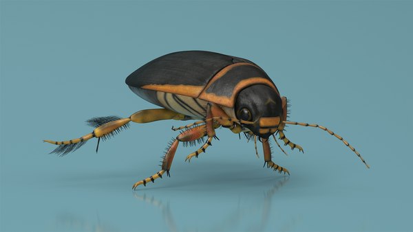 modelo 3d Insecto Escarabajo Acuático Marrón Realista Aparejado para ...