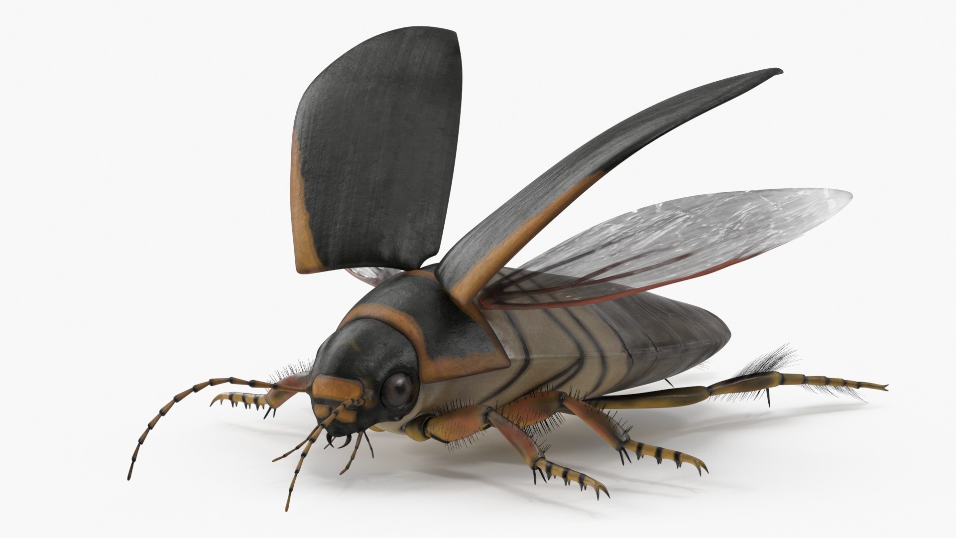 3D Insect Water Beetle Brown Realistic Rigged For Maya - TurboSquid 2316323