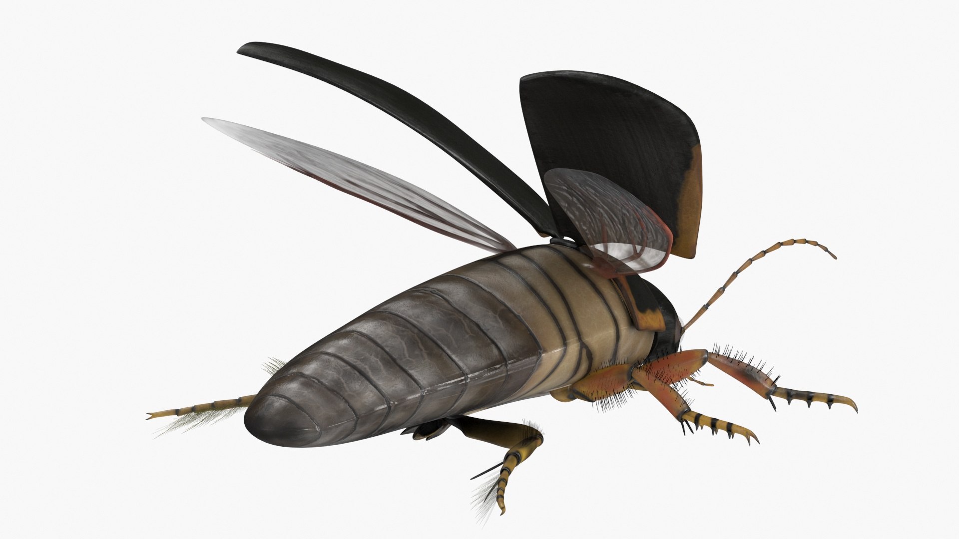 3D Insect Water Beetle Brown Realistic Rigged For Maya - TurboSquid 2316323