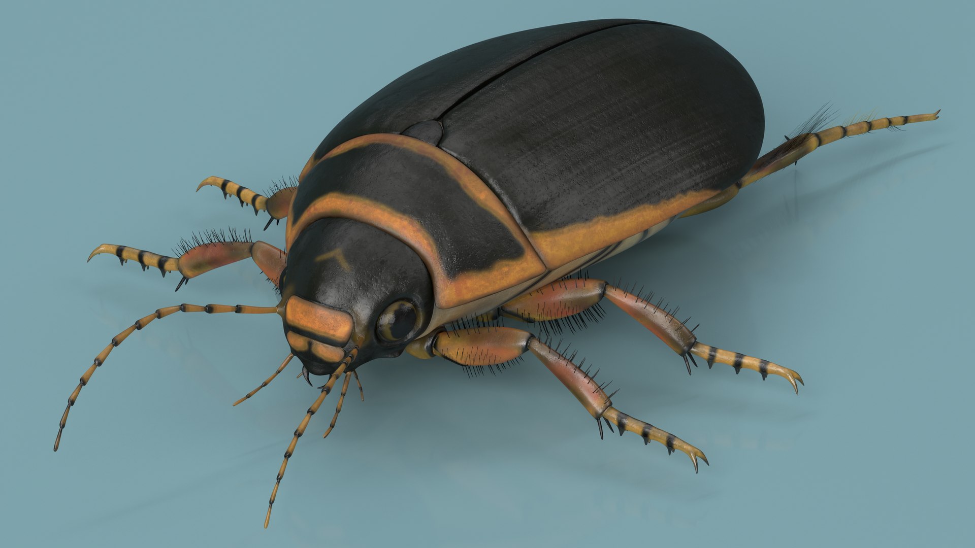 3D Insect Water Beetle Brown Realistic Rigged For Maya - TurboSquid 2316323