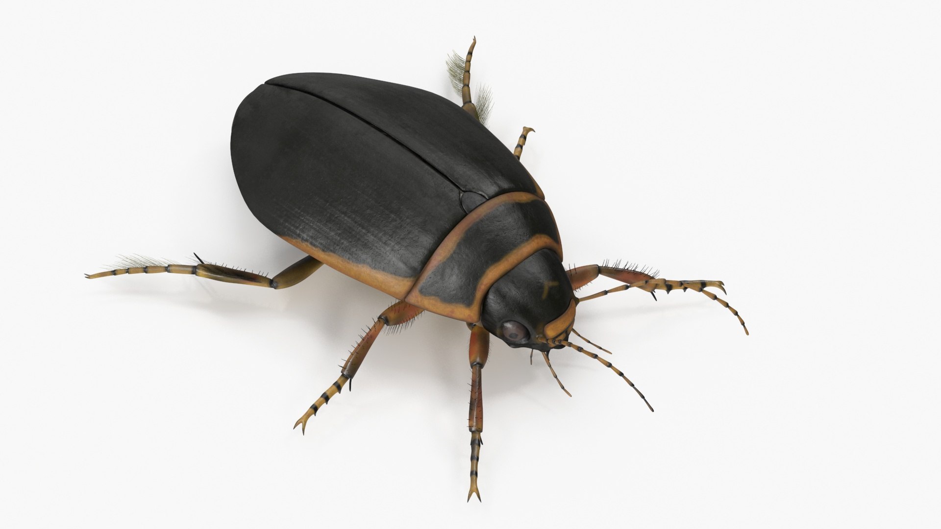 3D Insect Water Beetle Brown Realistic Rigged For Maya - TurboSquid 2316323