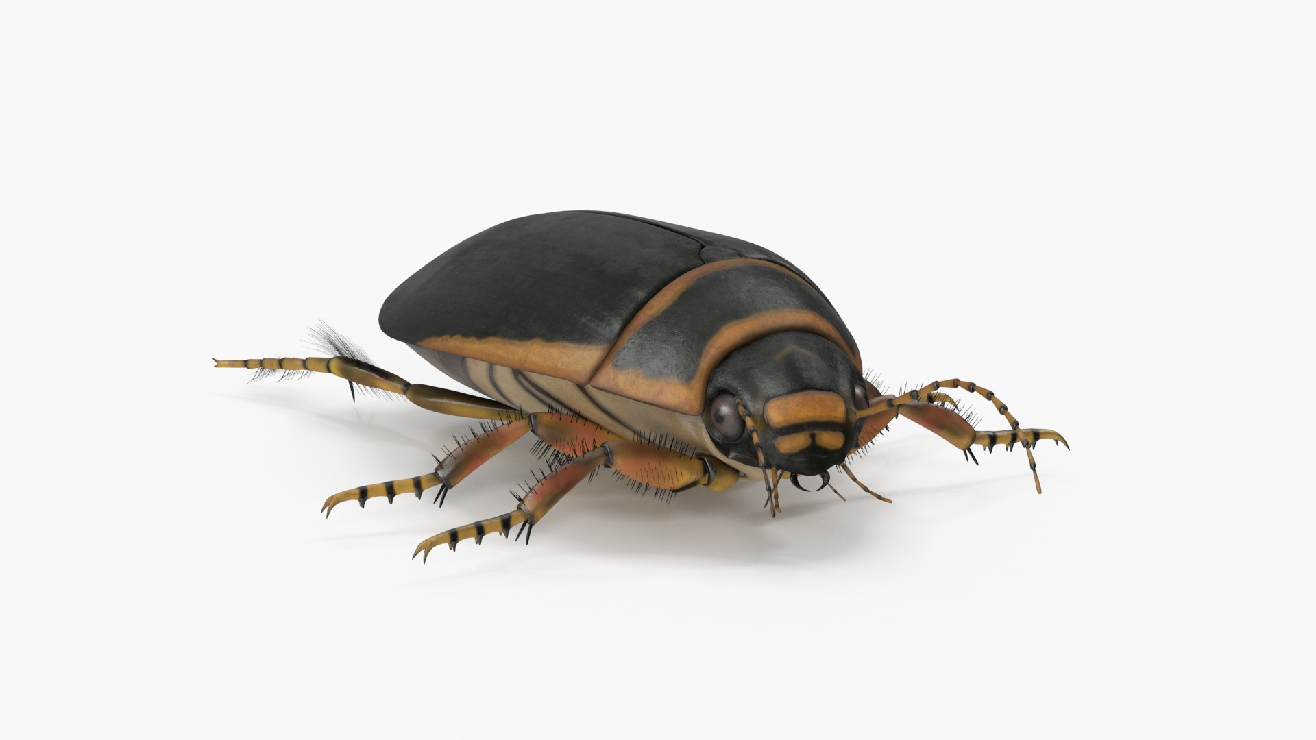 3D Insect Water Beetle Brown Realistic Rigged For Maya - TurboSquid 2316323