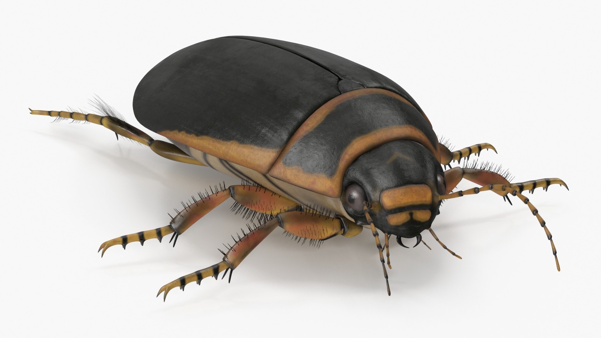 3D Insect Water Beetle Brown Realistic Rigged For Maya - TurboSquid 2316323