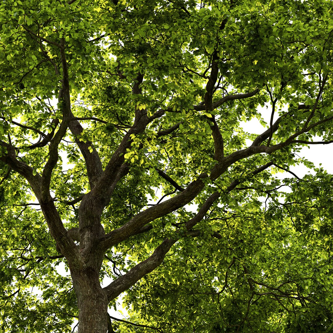 3D Model Elm Tree - TurboSquid 1689822