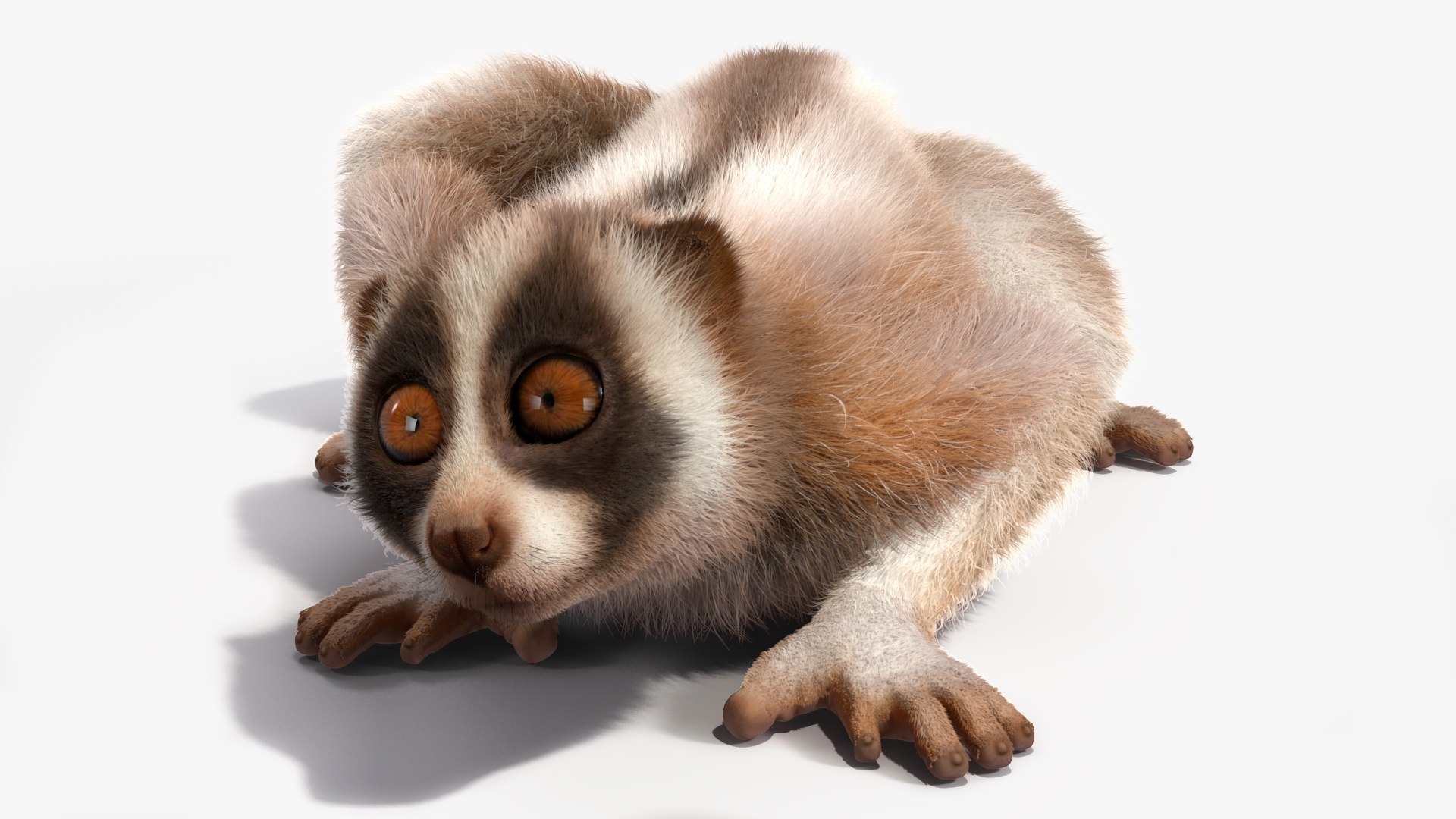 3D Sumatran Slow Loris Fur Model - TurboSquid 2140546