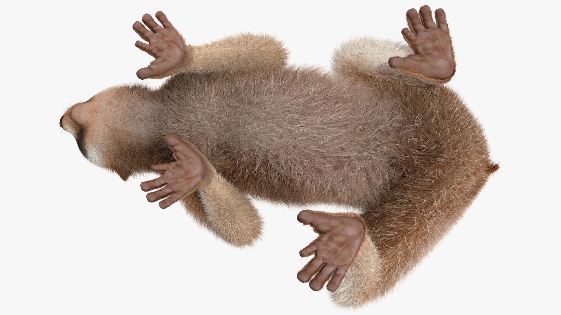 3D Sumatran Slow Loris Fur Model - TurboSquid 2140546