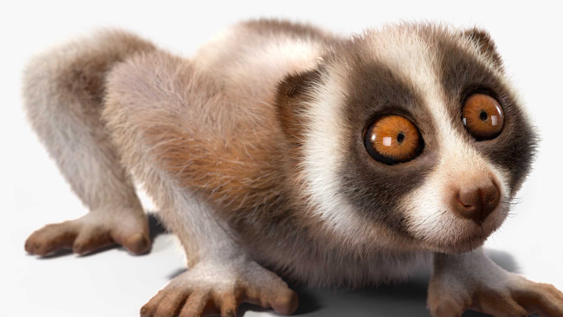 3D Sumatran Slow Loris Fur Model - TurboSquid 2140546