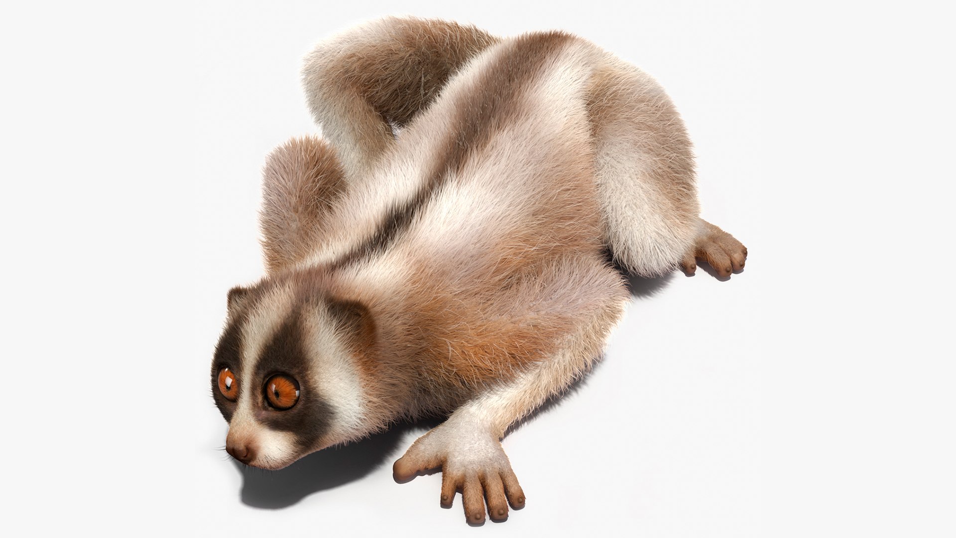 3D Sumatran Slow Loris Fur Model - TurboSquid 2140546