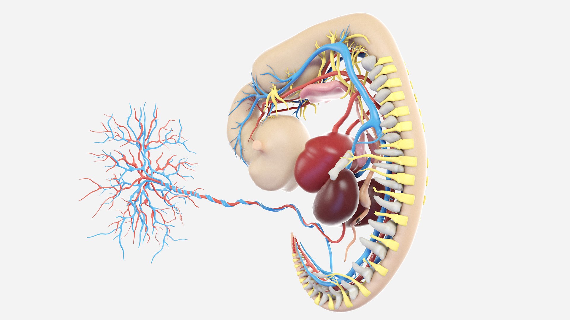 Fetus Anatomy Week 6 Static 3D - TurboSquid 1846121