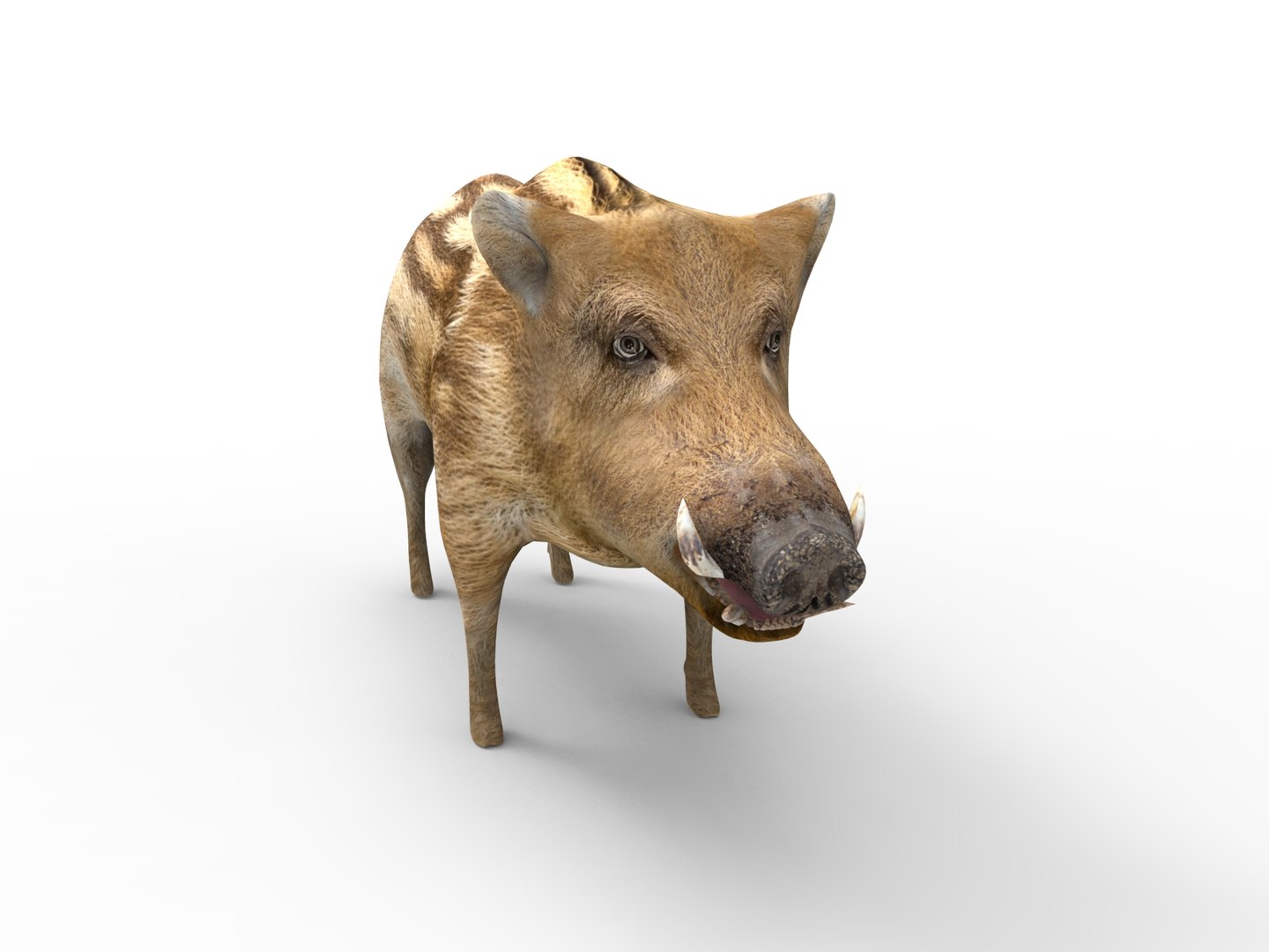 Wild Boar Rigged Animation Model - TurboSquid 1253243