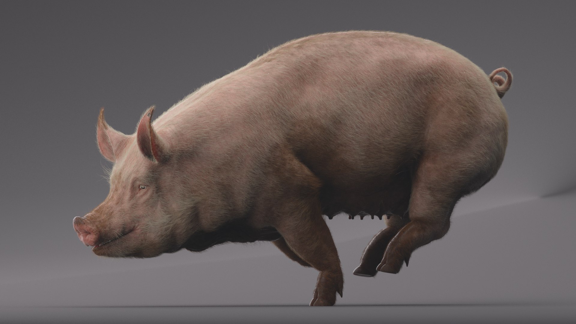 Pig Rigged 3D Model - TurboSquid 1258255
