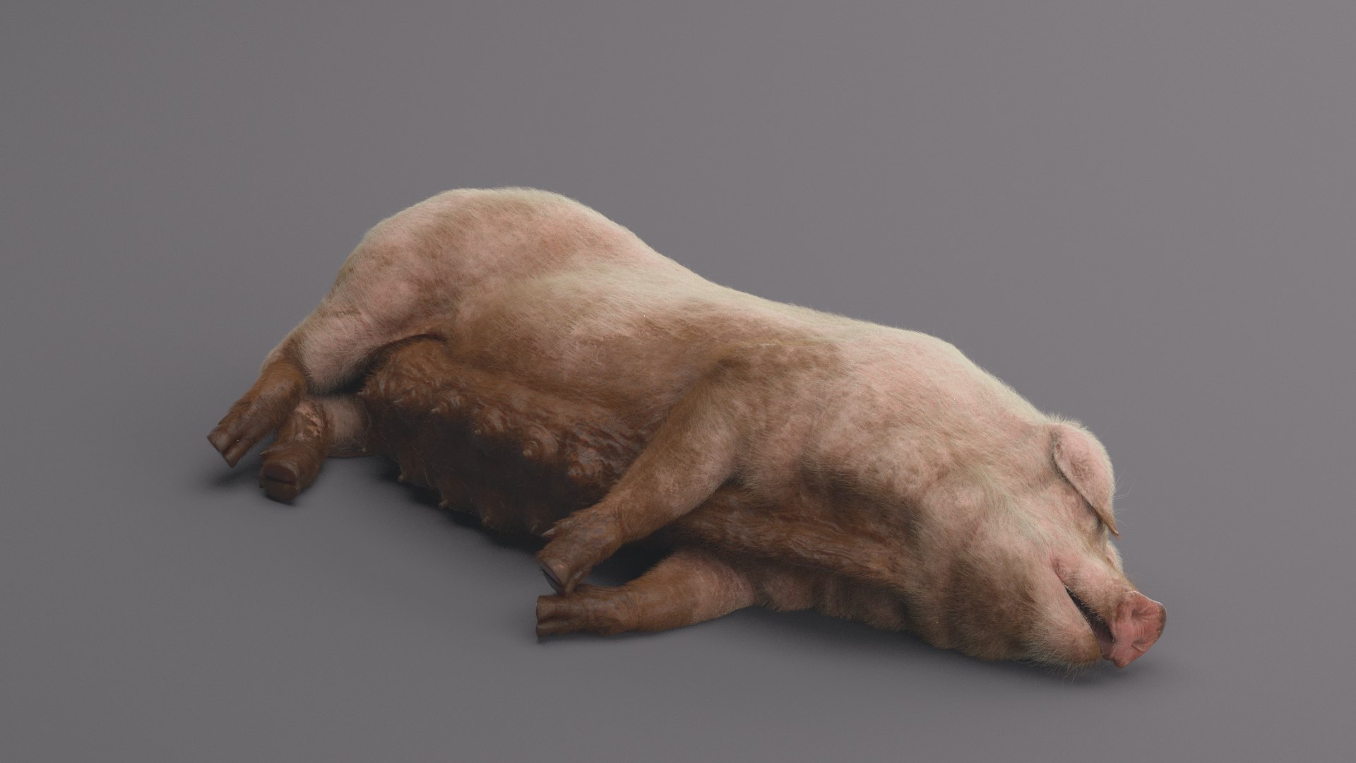 Pig Rigged 3D Model - TurboSquid 1258255