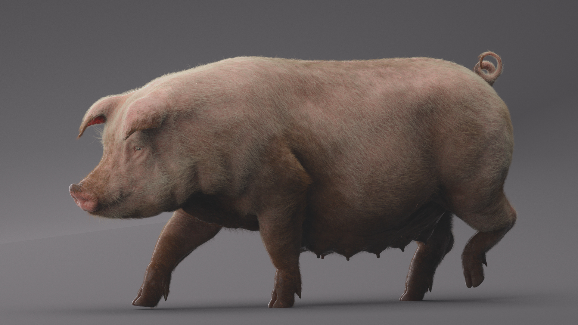 Pig Rigged 3D Model - TurboSquid 1258255