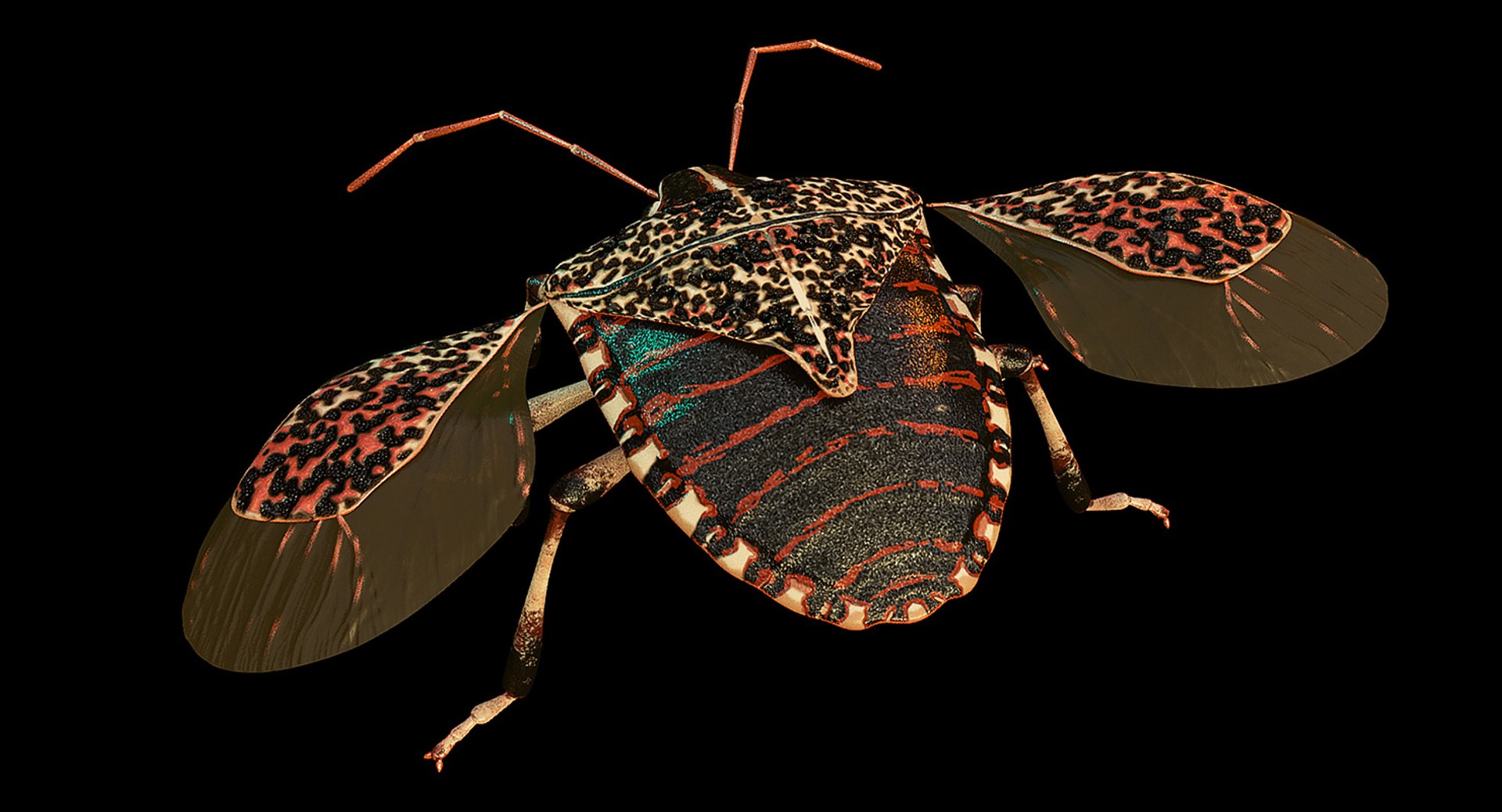 Stink Bug Model - TurboSquid 1203294