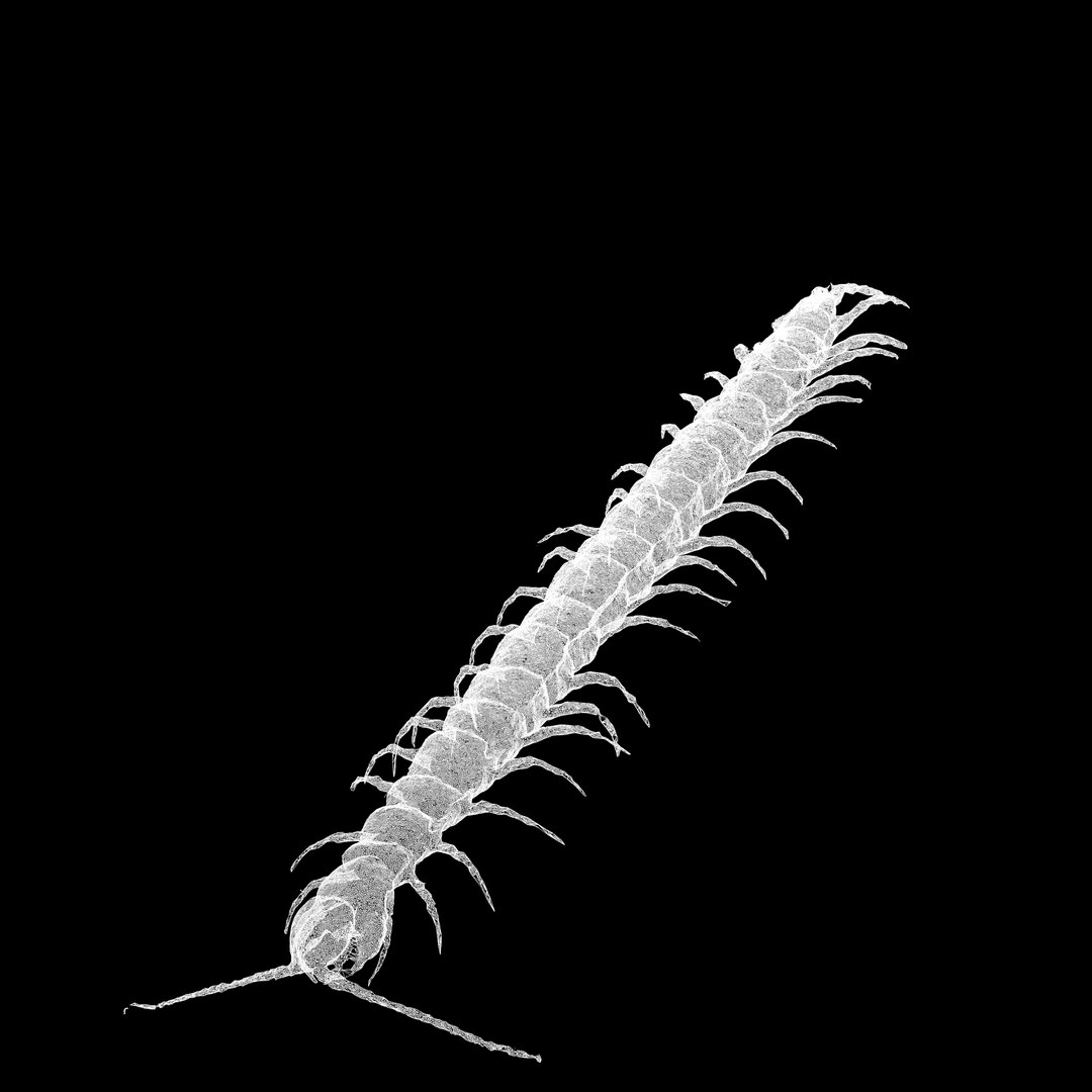 3D CENTIPEDE SCOLOPENDRA INSECT BEETLE - TurboSquid 2381399