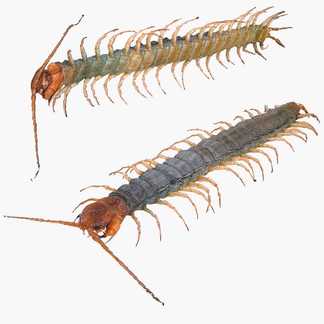3D CENTIPEDE SCOLOPENDRA INSECT BEETLE - TurboSquid 2381399