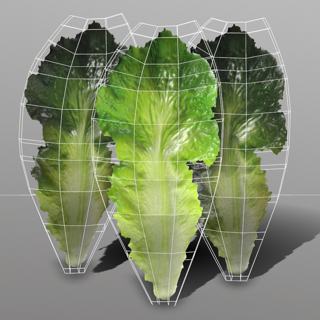 Lettuce Ready Games Model - TurboSquid 1289444