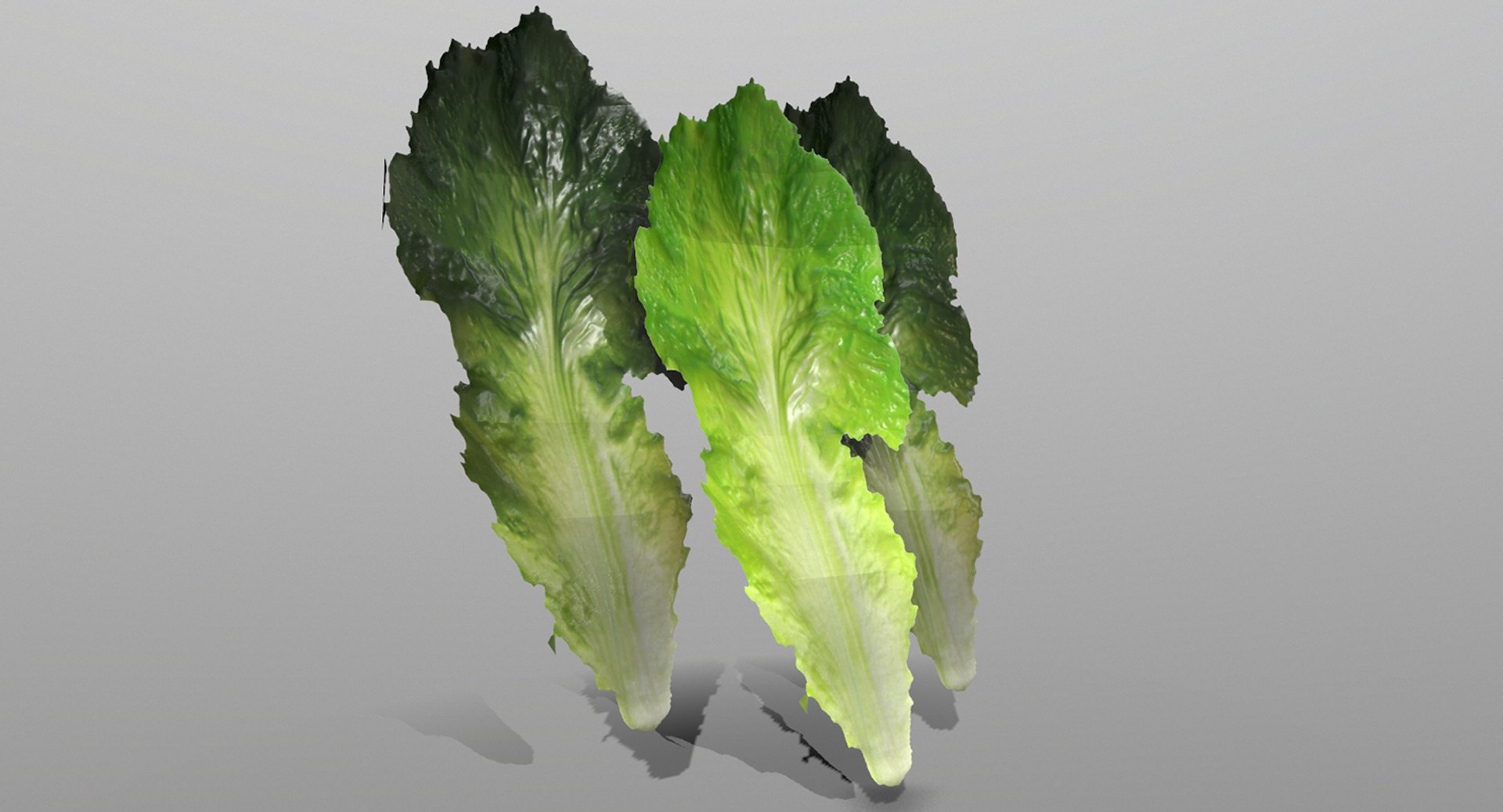 Lettuce Ready Games Model - TurboSquid 1289444