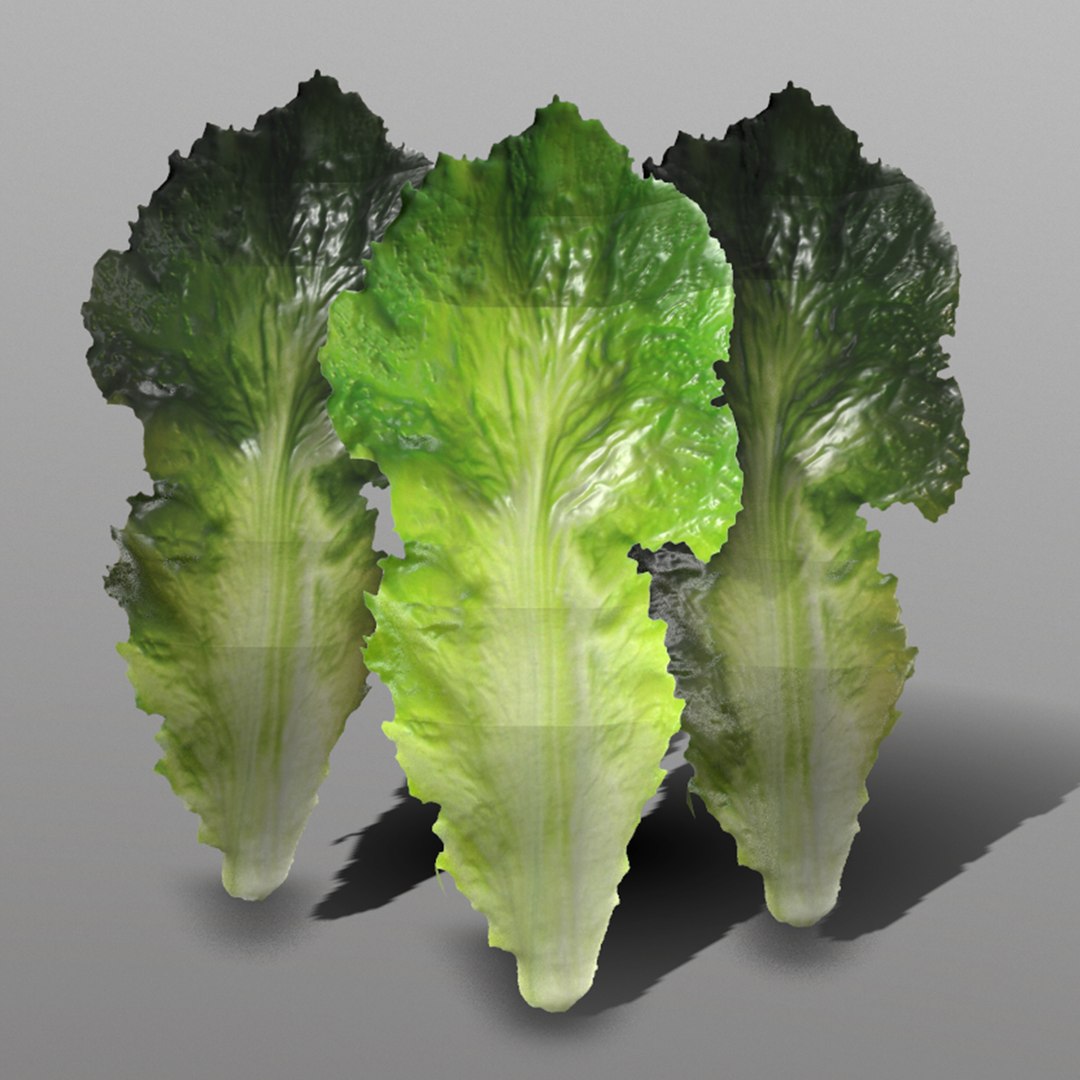 Lettuce Ready Games Model - TurboSquid 1289444