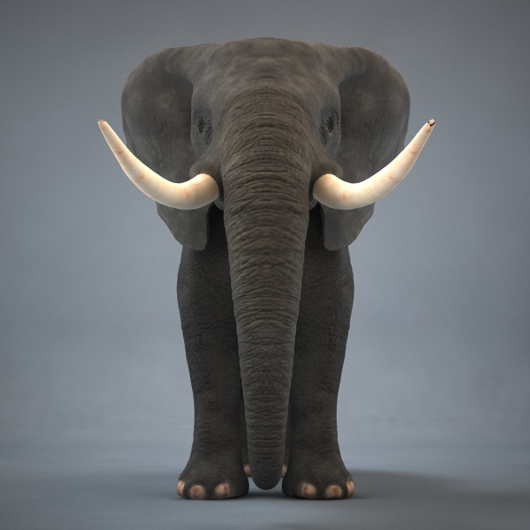 max elephant