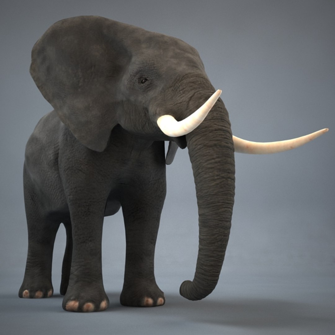max elephant