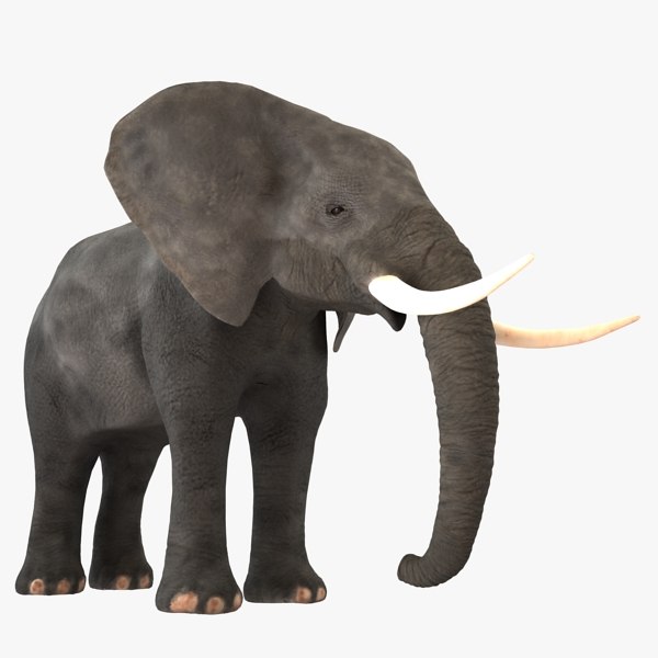 Elephant 3D Models for Download | TurboSquid
