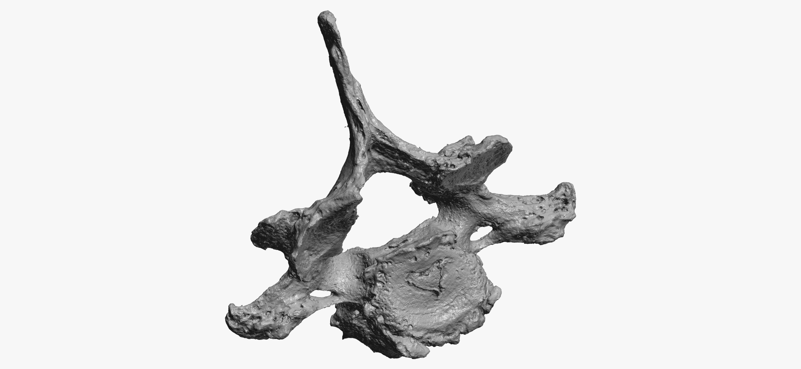 3D Pavian Monkey Male Cervical Vertebrae C7 RAW Scan model - TurboSquid ...