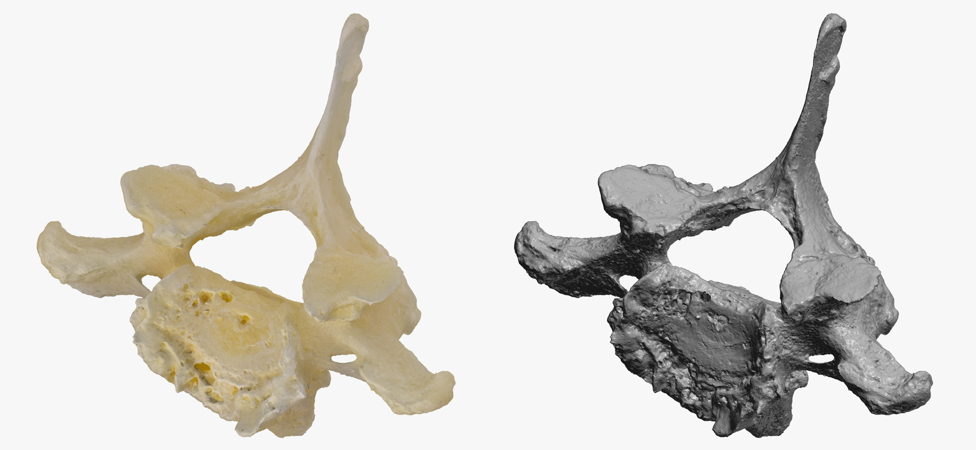 3D Pavian Monkey Male Cervical Vertebrae C7 RAW Scan model - TurboSquid ...