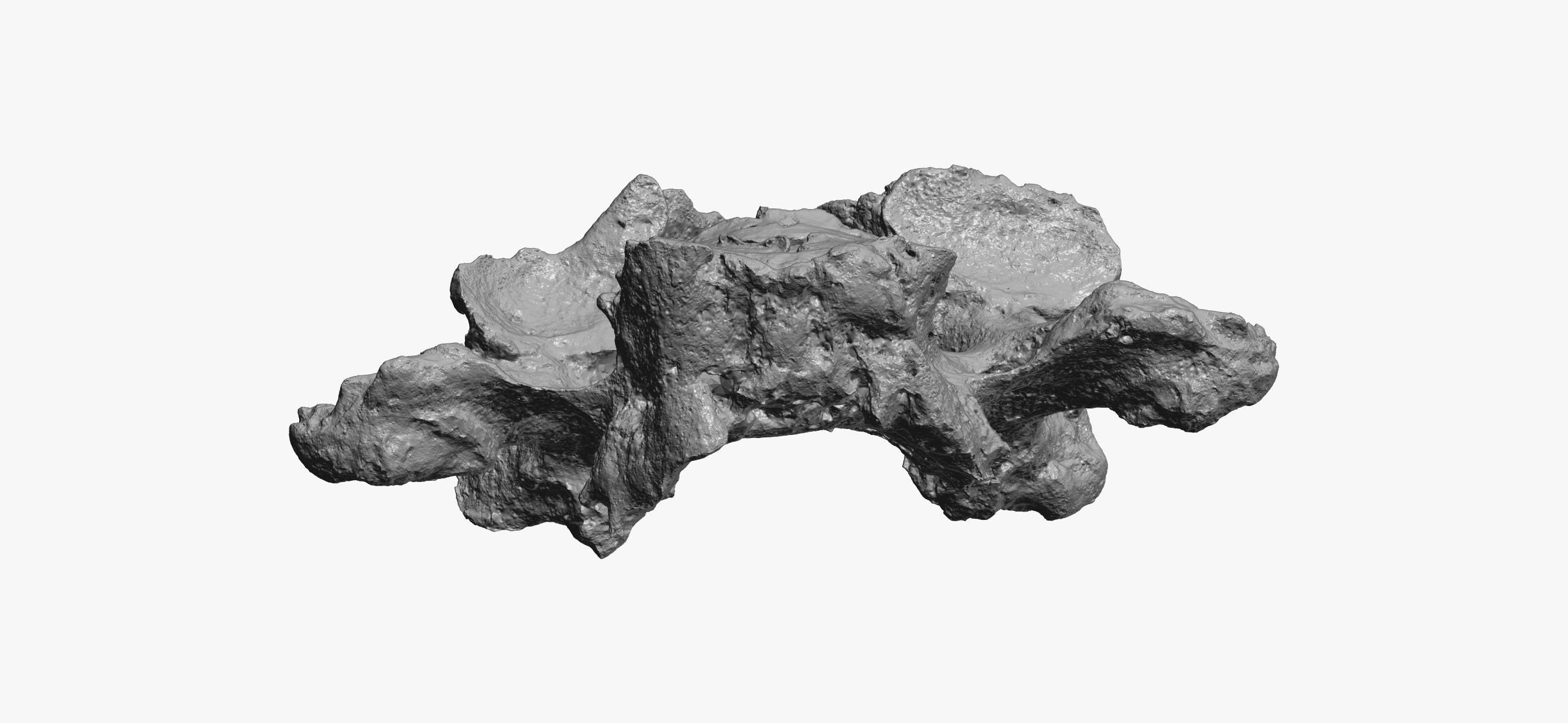 3D Pavian Monkey Male Cervical Vertebrae C7 RAW Scan model - TurboSquid ...