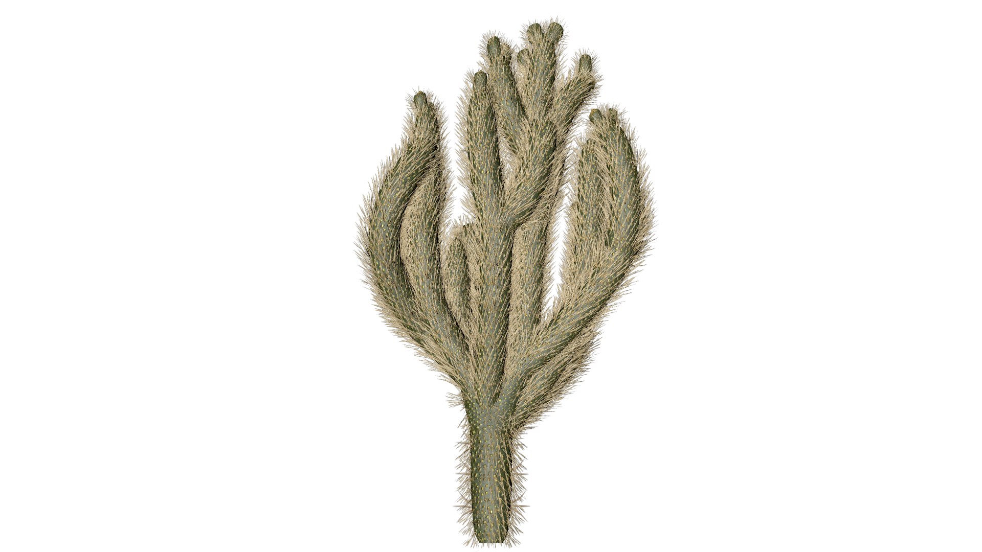 Cholla Cactus Plant Collection 3D - TurboSquid 2377978