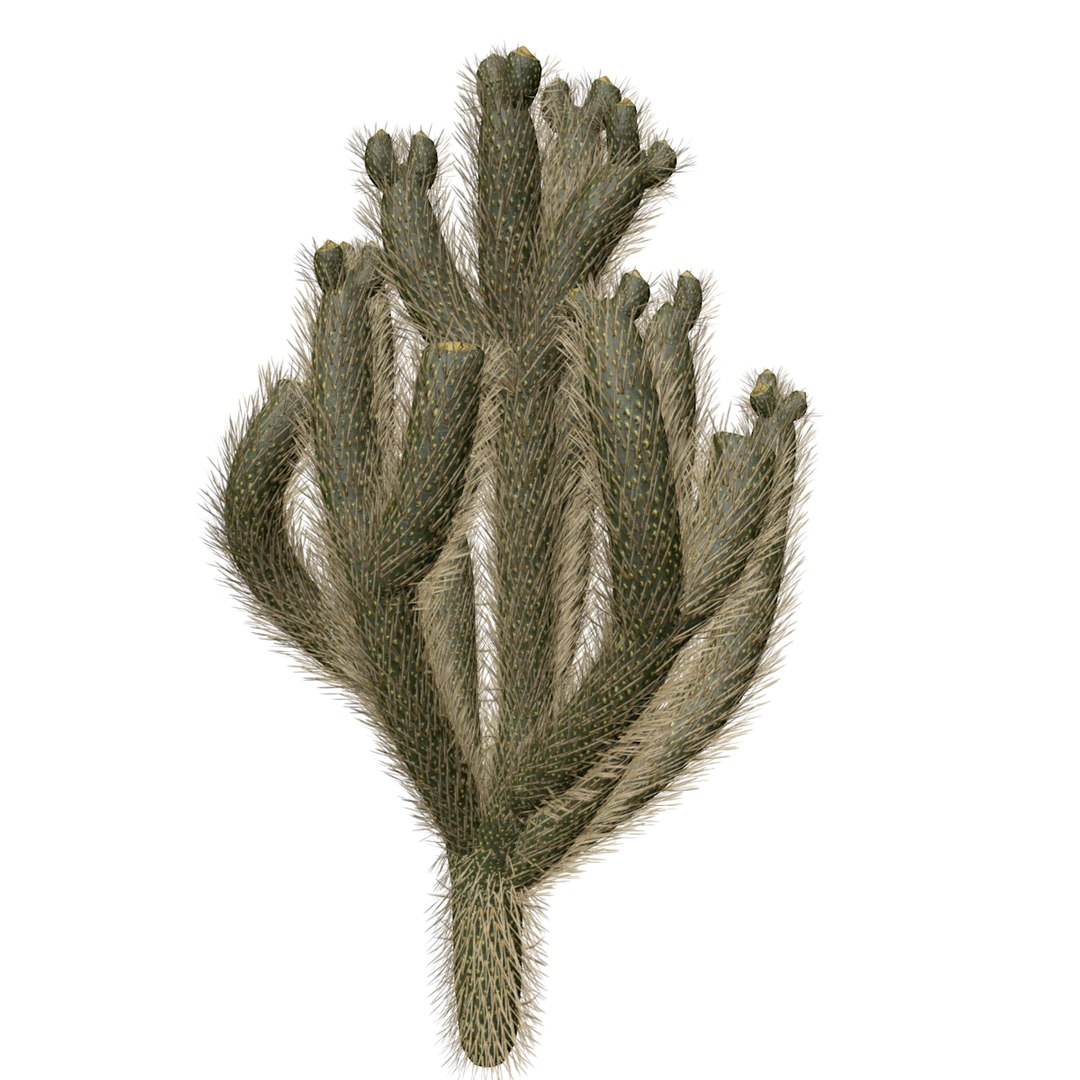 3D Model Cholla Cactus Plant - 05 - - TurboSquid 2371928