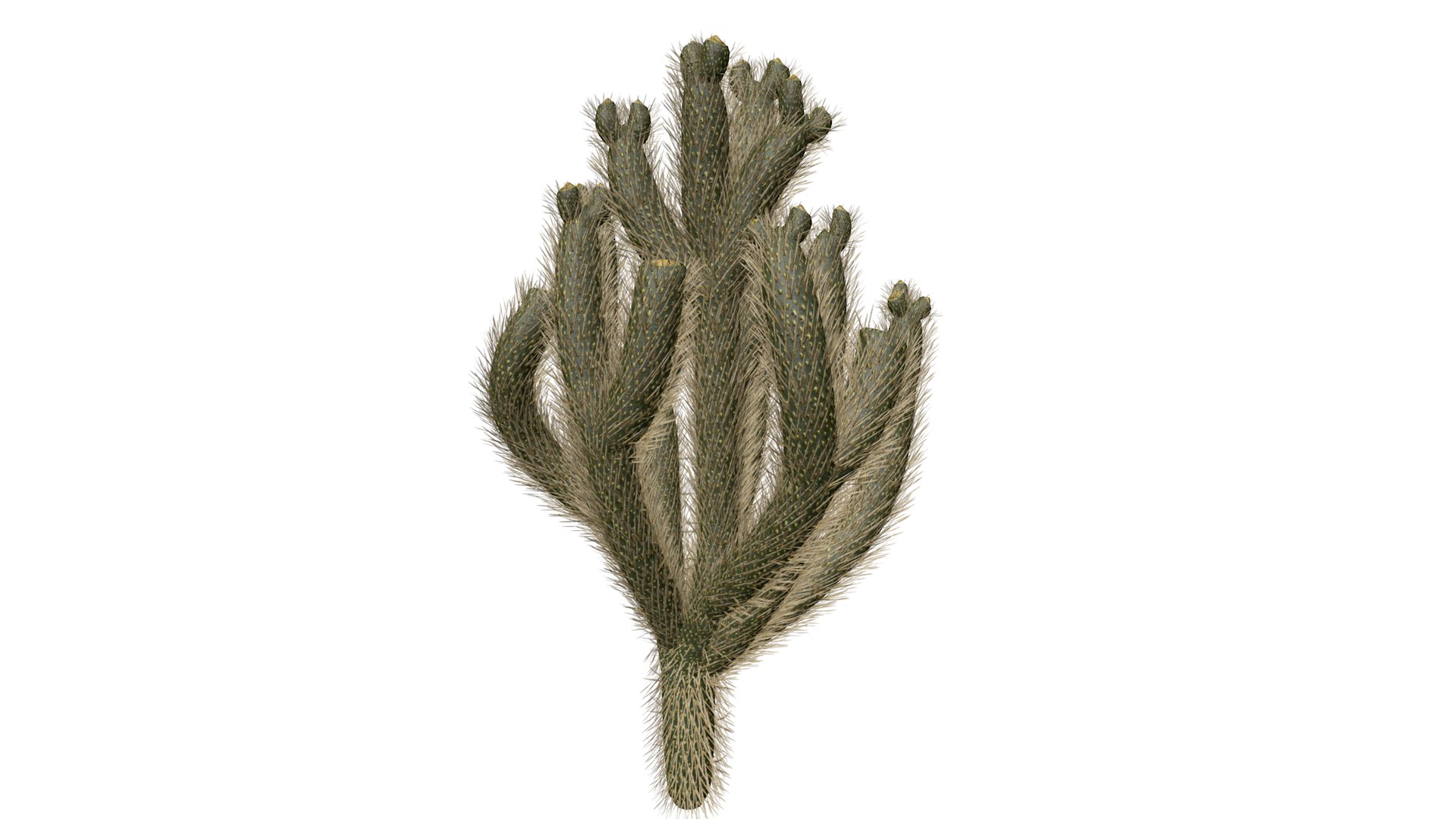 3D Model Cholla Cactus Plant - 05 - - TurboSquid 2371928