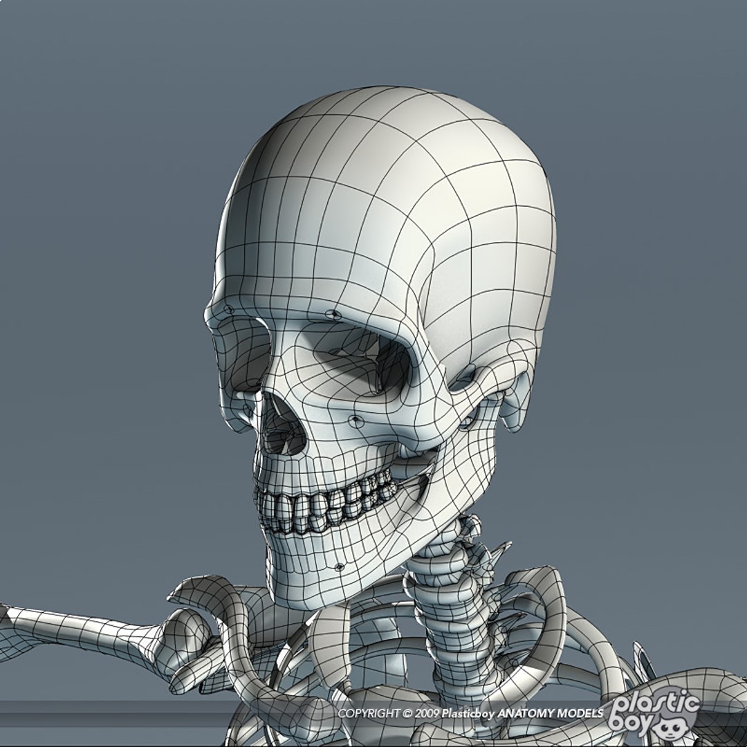 3ds Max Human Skull
