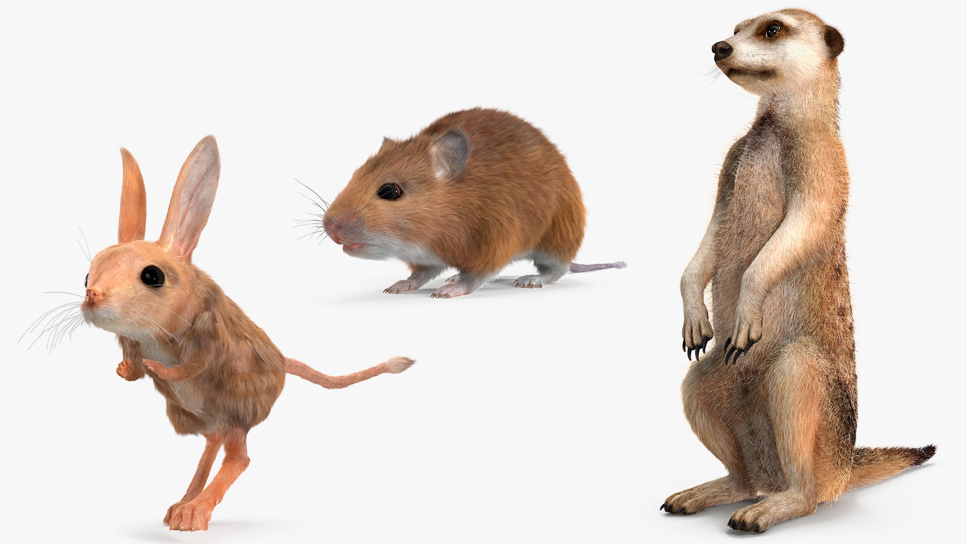 Desert Animals Fur Collection Model - TurboSquid 2226278