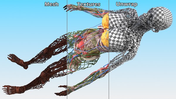 Female Body Anatomy without Muscles 3D model - TurboSquid 1862028